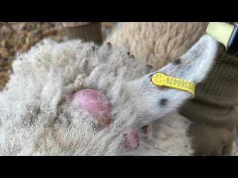 Sheep with Abscess 1080WebShareName - YouTube