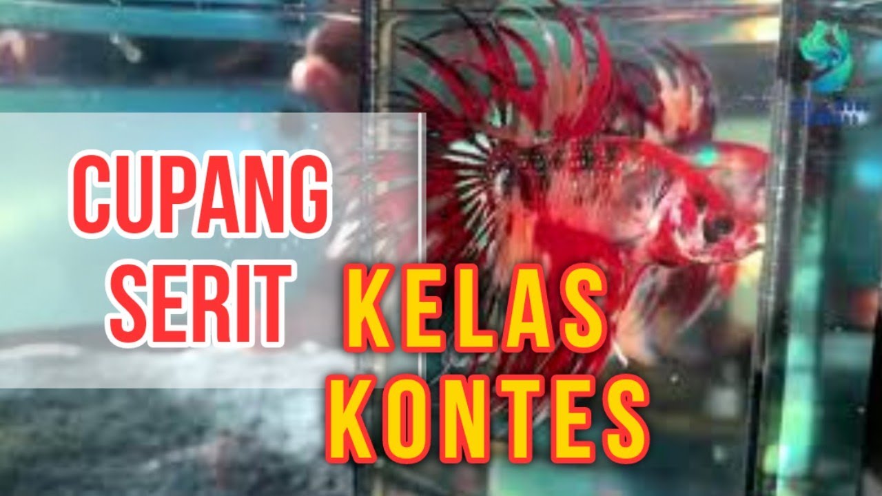 Jenis Ikan Cupang Serit 7 Jenis Ikan Cupang Terbaik Untuk Peliharaan