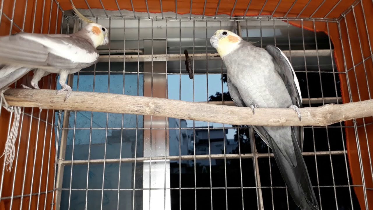 Angry Cockatiel Screaming / Female Cockatiel Sound / Cockatiel Sound ...