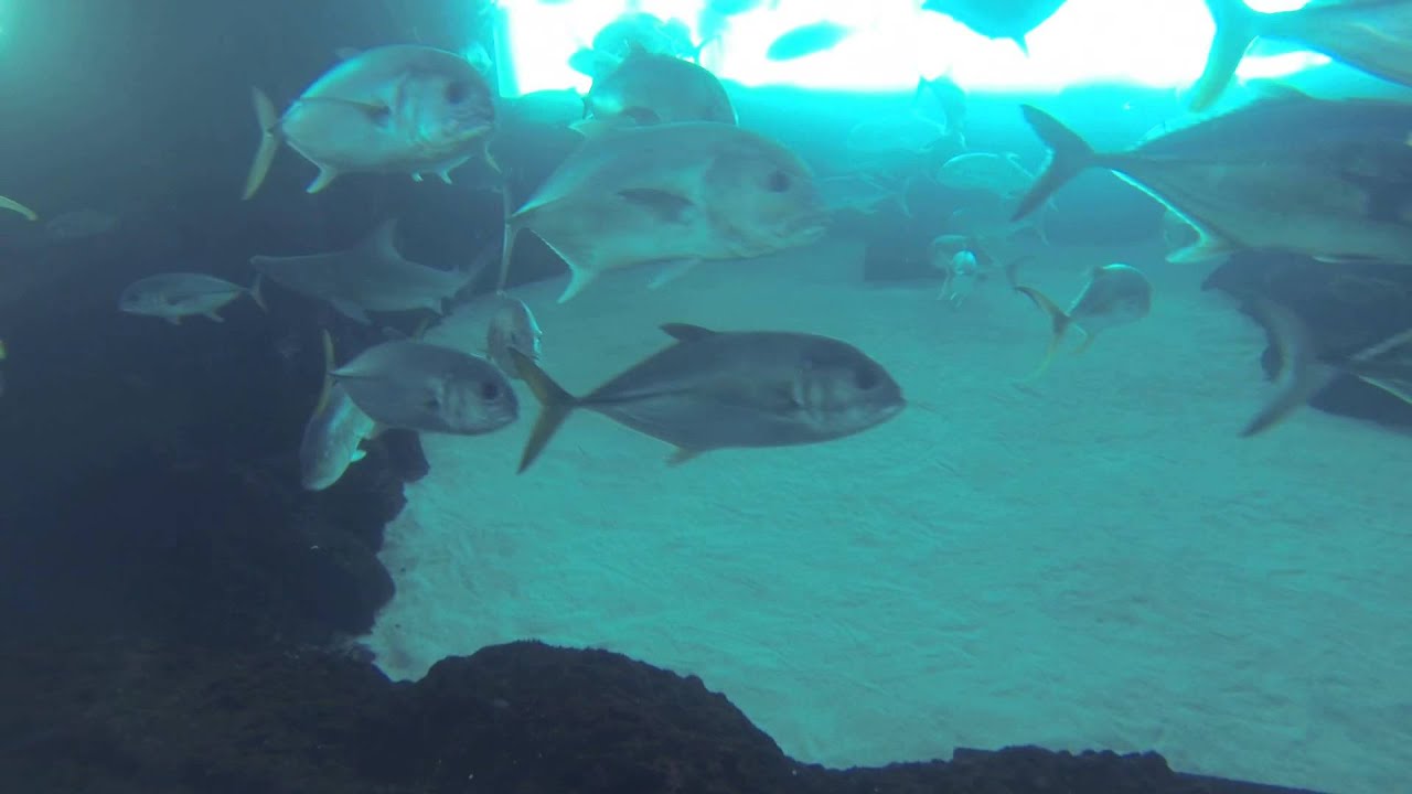 The Tank - Golden Nugget Pool - YouTube