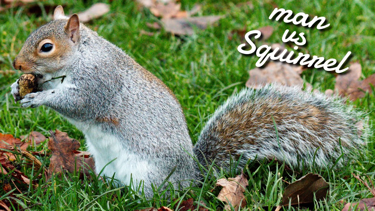 Man vs Squirrel - Lockdown Project - YouTube