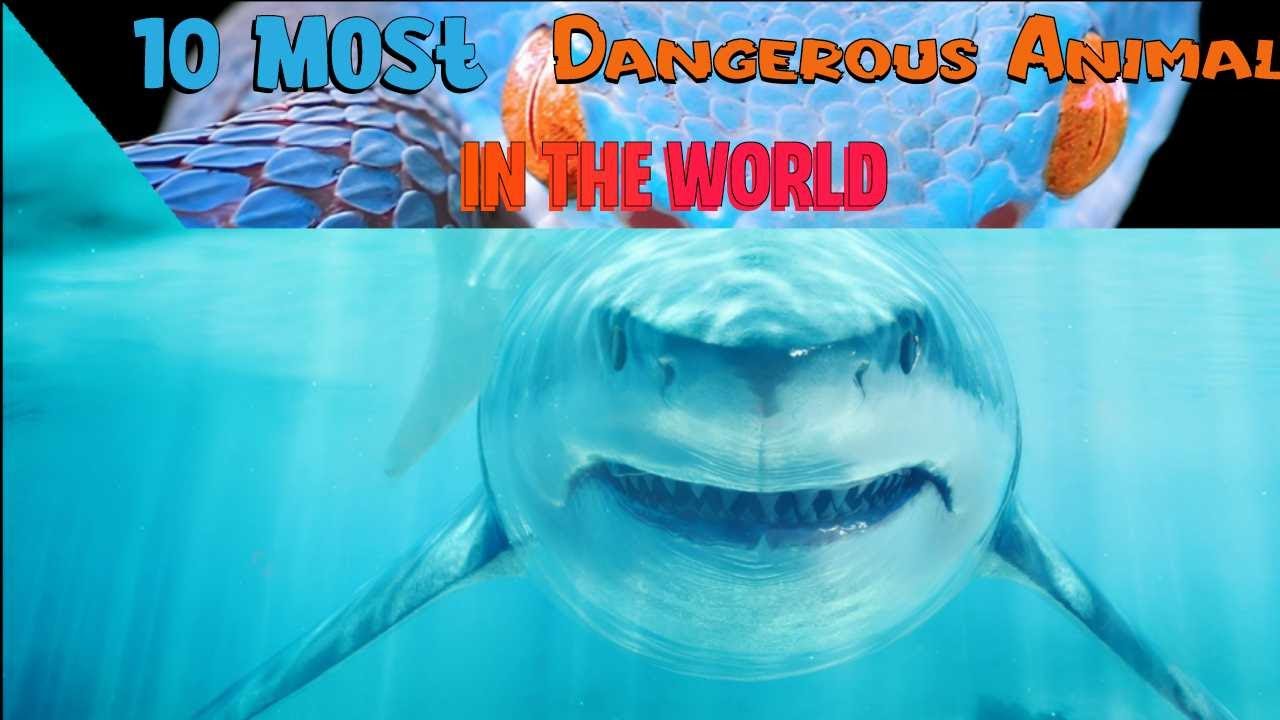 10 Most Dangerous Animals In The World - YouTube