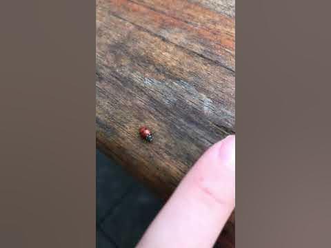 Ladybird, ladybird fly away home - YouTube