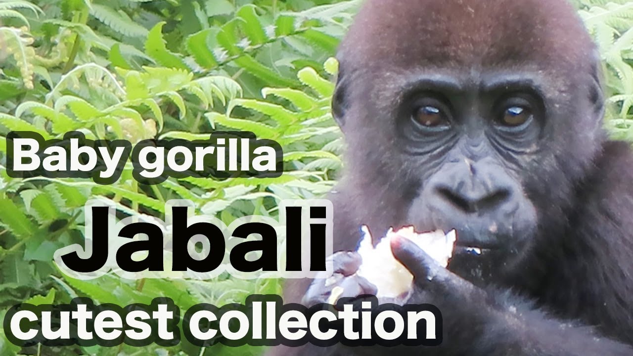 金剛寶寶Jabali可愛特輯-Baby gorilla Jabali cutest collection - YouTube