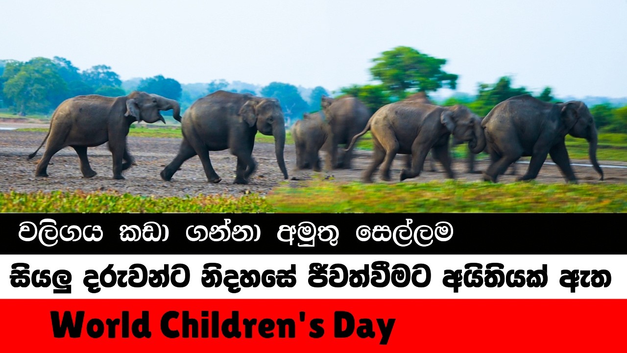 All children have the right to live in freedom Elephant soul - YouTube