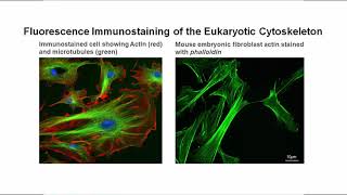 106-2 Filaments & Tubules of the Cytoskeleton