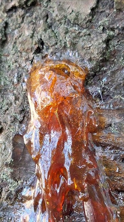 Sap oozing from a cherry tree #Shorts - YouTube