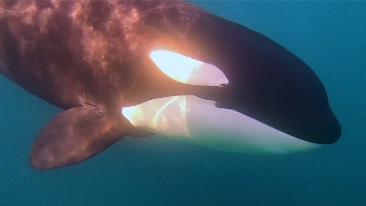 Young Orca Vocalization - YouTube