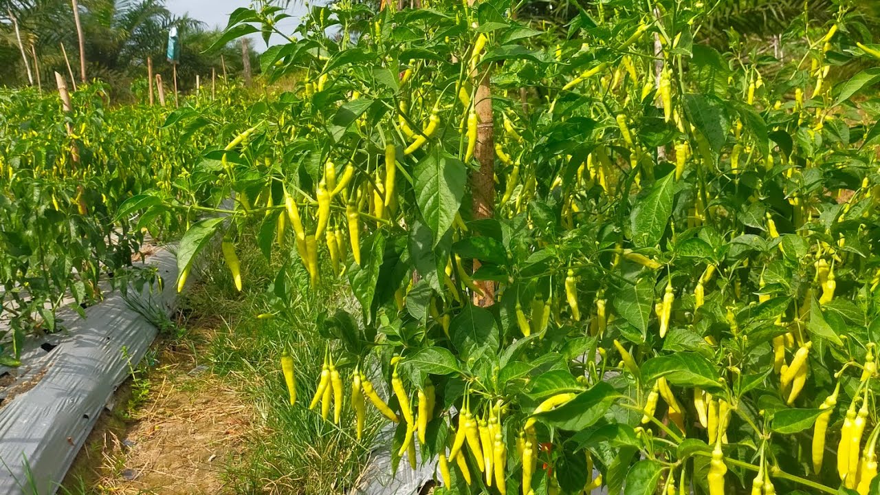 cabe maruyung @MitraBertaniTV - YouTube