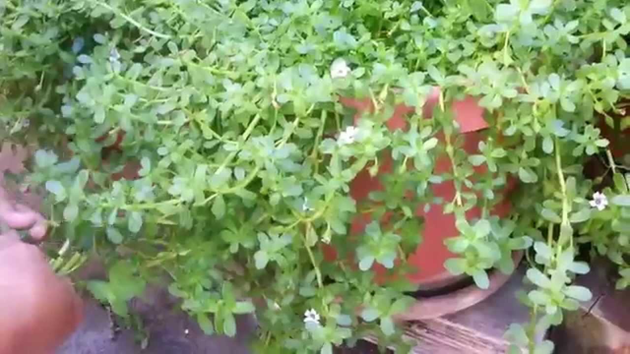Papait plants! - YouTube