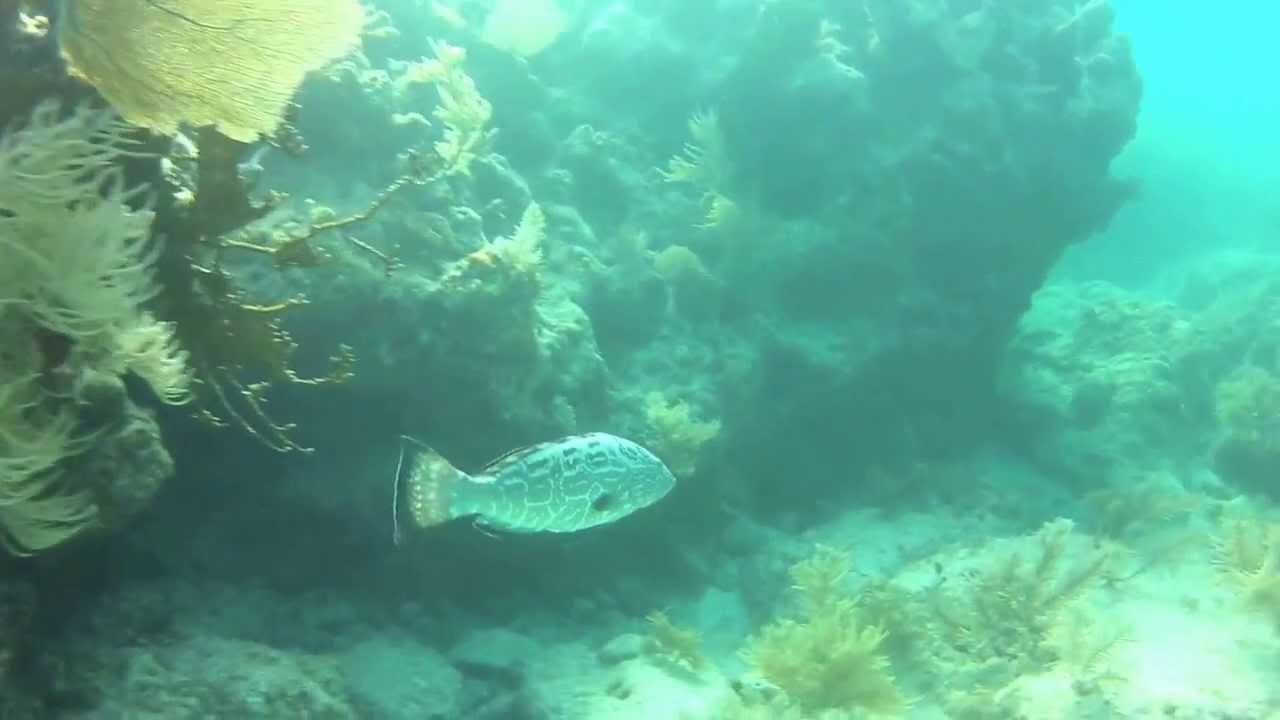 French Reef, Key Largo, FL - YouTube