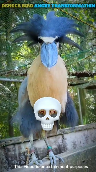 Bird transformation 😱 #shorts #animals #viralvideo #troll - YouTube