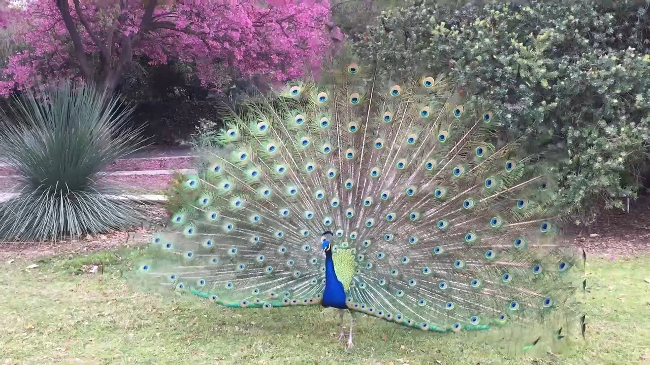 Our famous peacocks! - YouTube