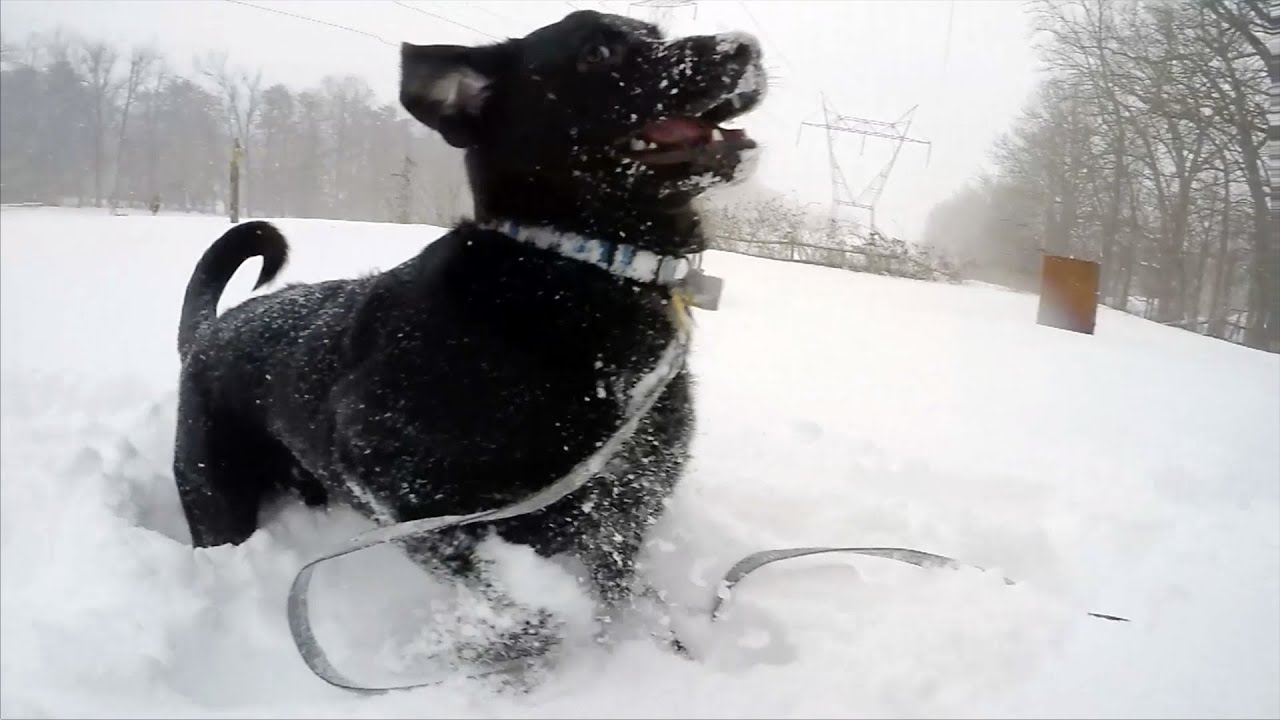 Koobz The Dog First Time In Snow - Blizzard Jan 2016 - YouTube