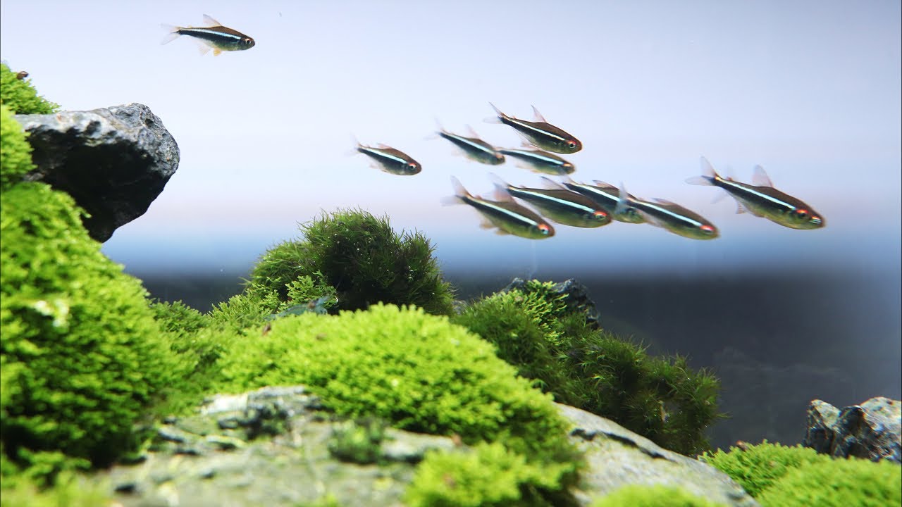 Beautiful Aquascape Workshop with Aquarium Gardens - YouTube