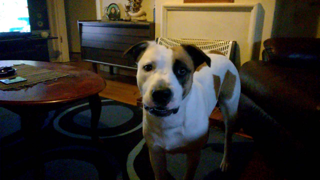 CRAZY CUTE DOG ! Puppy Talk - YouTube