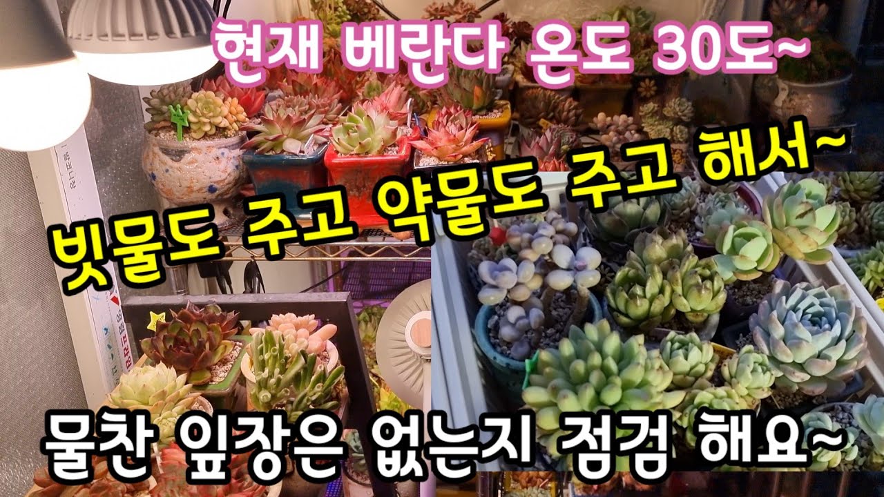 베란다 다육이 실외기 다육이 까지 약물주고 안전점검 해요~🍀하루반짝 햇빛도 있었고 저녁온도도 높네요~😆포크엔젤금이 살짝 익었나