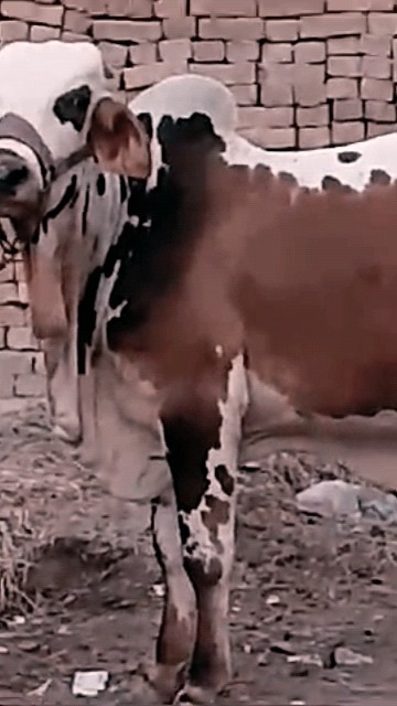 #cowcute#baby#gaye#cowvideos#doctoruncle#peelepeele#cow#bull# ...