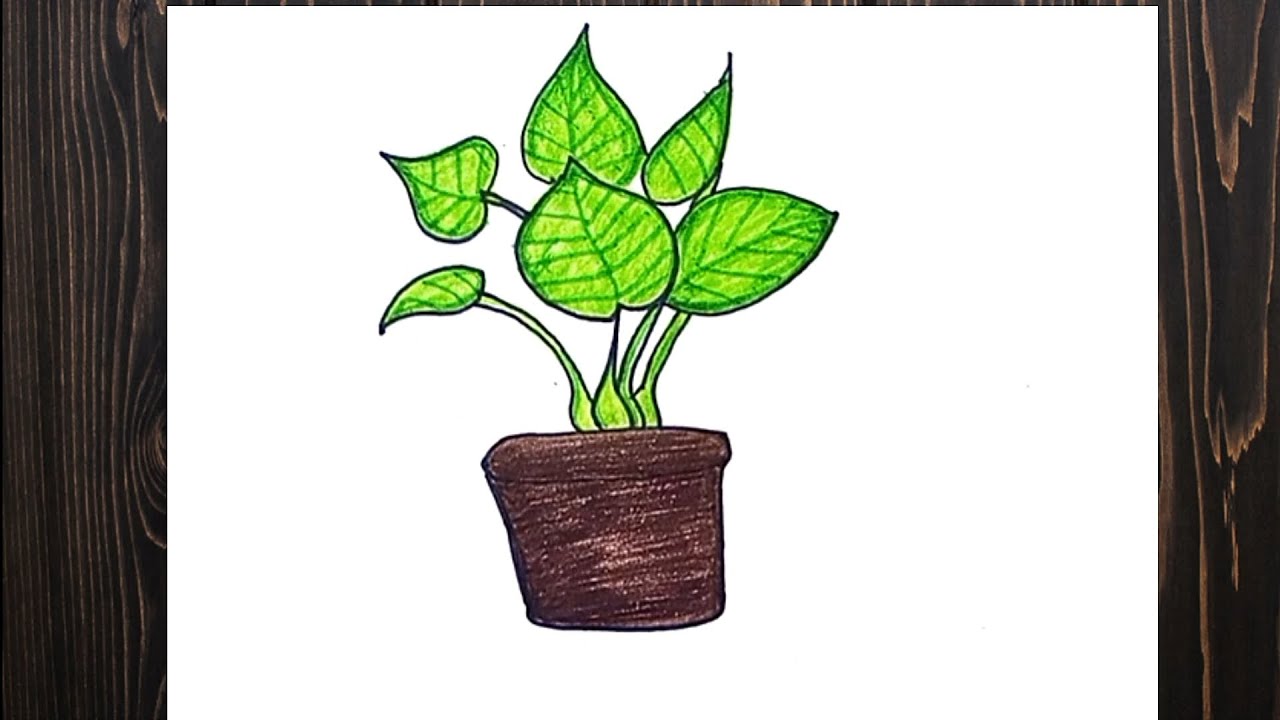 easy money plant drawing step by step - YouTube