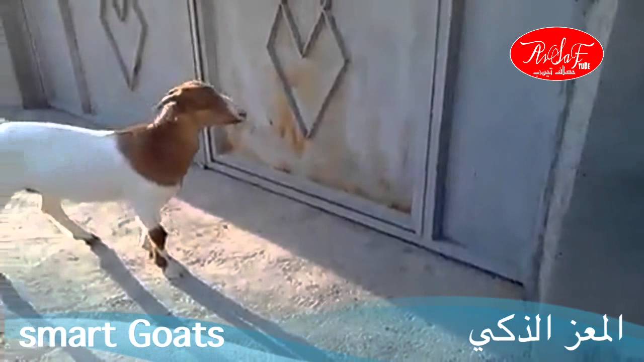 smart Goats الماعز الذكي - YouTube