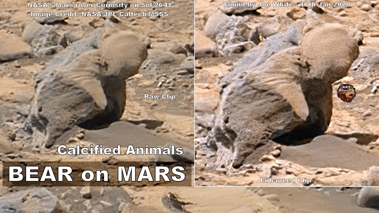 MARS Bear Found - Calcified Animal Remains - ArtAlienTV - YouTube