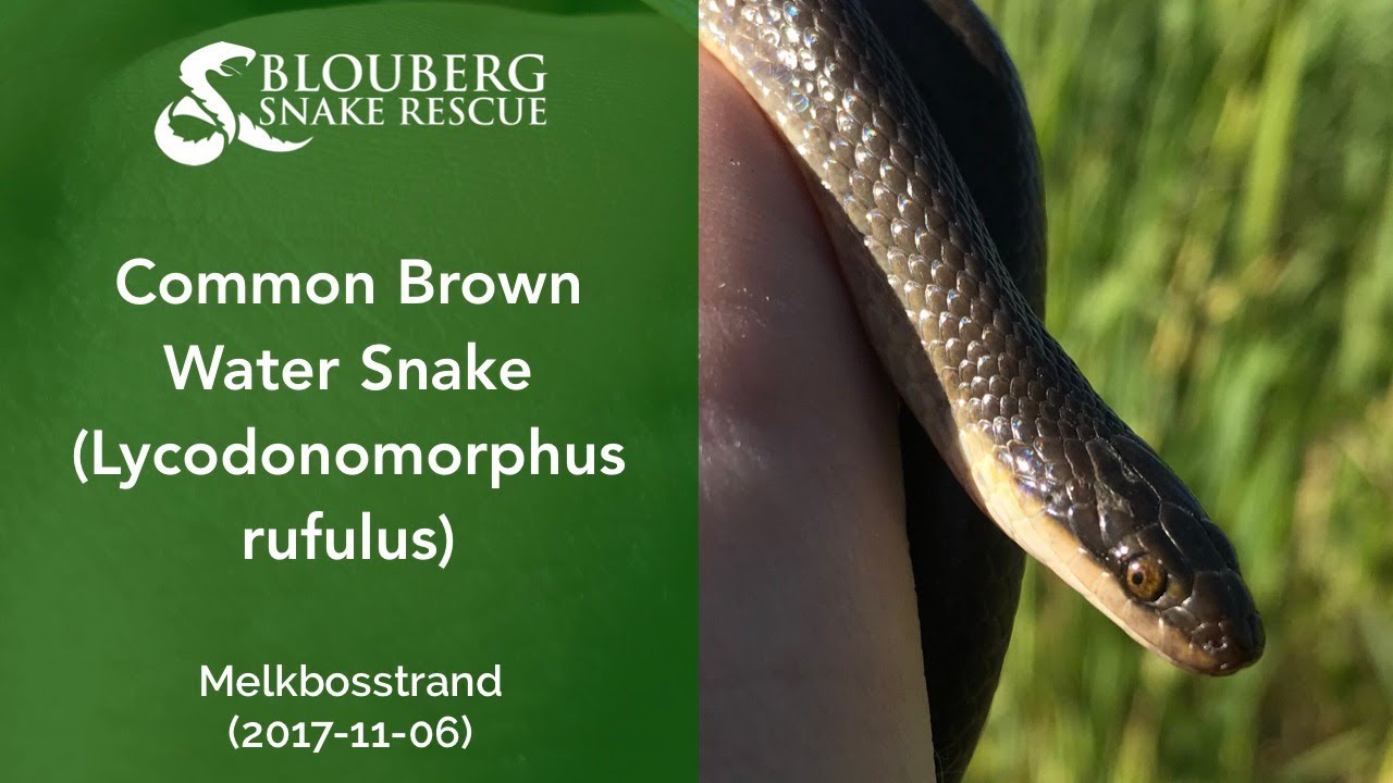 Brown Water Snake near Melkbosstrand, Cape Town, South Africa (20171106 ...