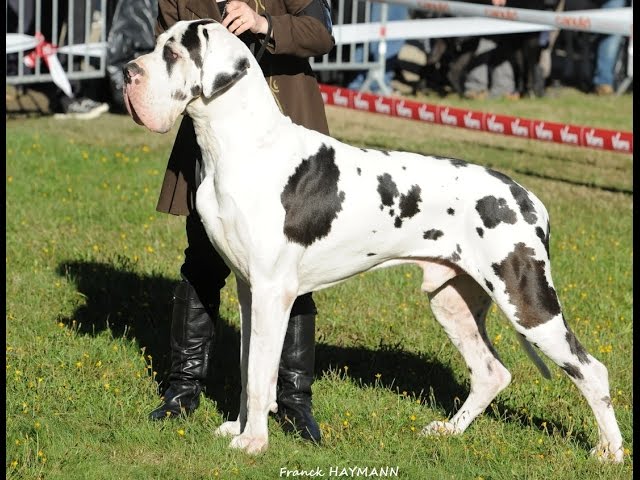 Chien Dogue Allemand Quel Est Le Meilleur élevage De Dogue Allemand?