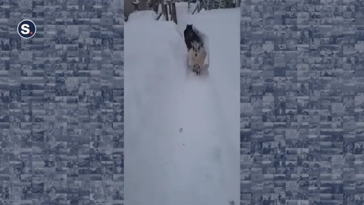 Goats Trot Through Snowy Trench in Boston, New York - YouTube
