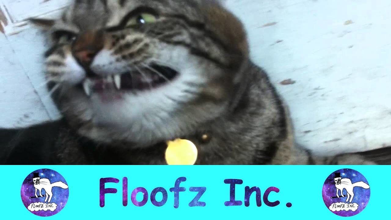 The Best Reactions of Cats Getting Back Scratches! - YouTube