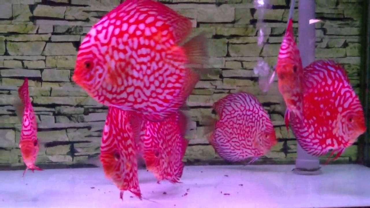 Red map discus @ chai discus farm - YouTube