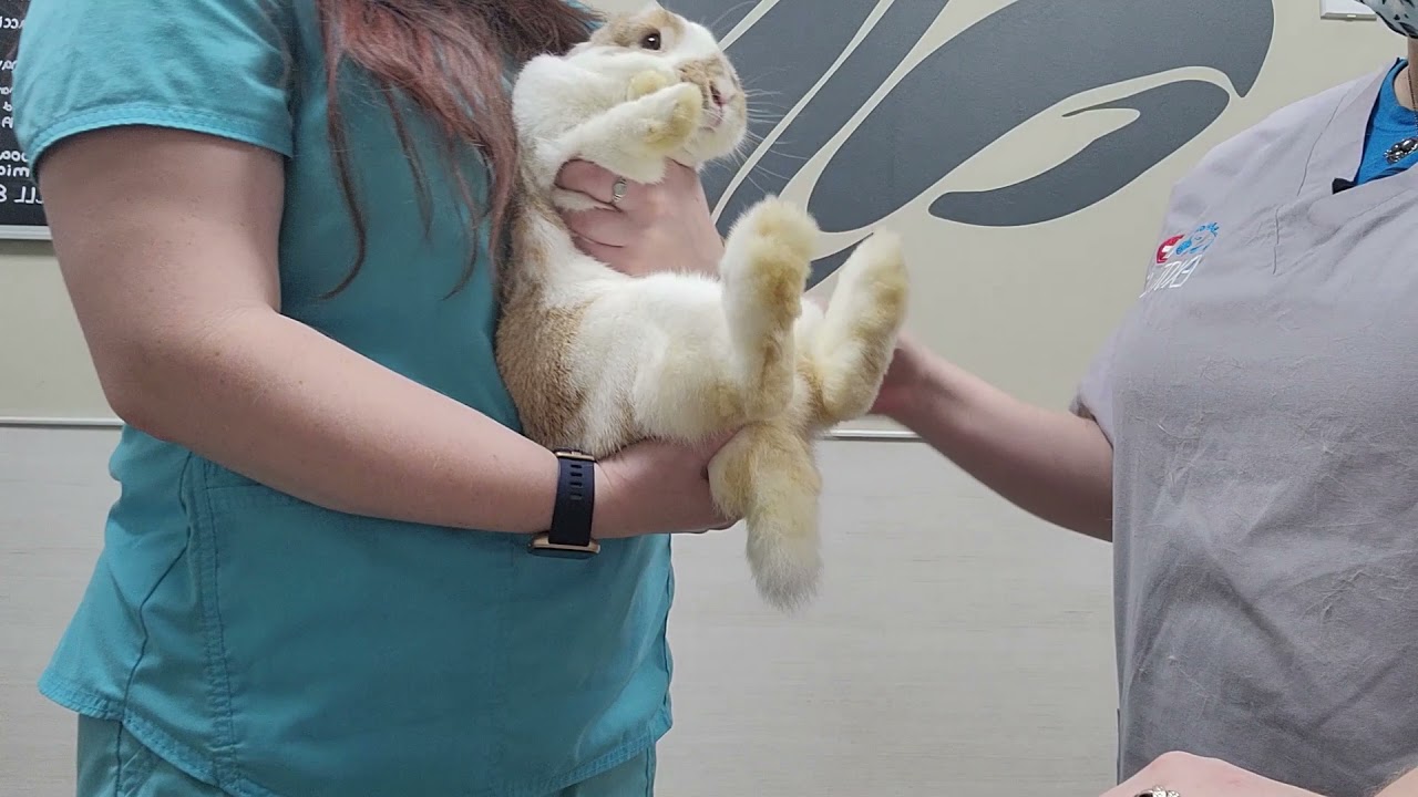 Pet Care Basics: Rabbit Nail Trims - YouTube