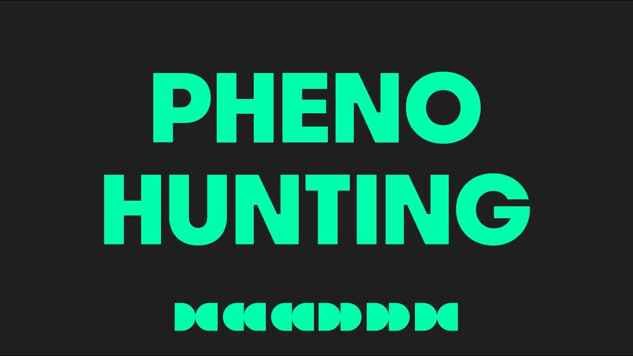 Pheno Hunting: The Art of Cultivating Unique Cannabis Strains - YouTube