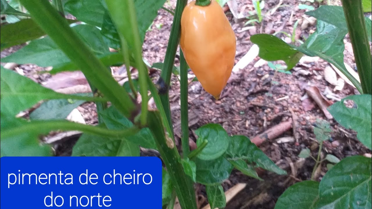Pimenta de cheiro do norte, dicas importantes do preparo das mudas ...