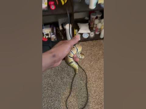 Letting (picky) my ball python free roam @901PYTHONS follow and ...