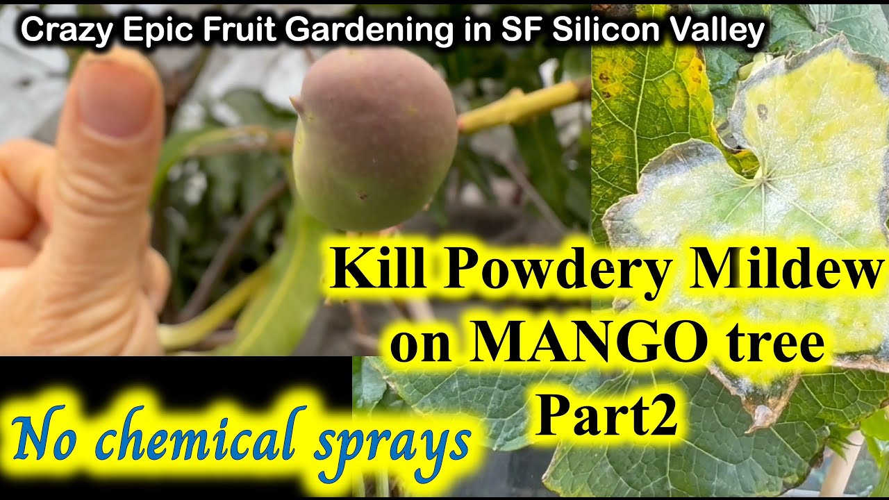 Chemical/fungicide free method that can prevent powdery mildew on MANGO ...