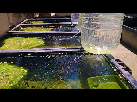 Summer: Inside A NATURAL OUTDOOR GUPPY Mini FARM with Hundreds Of Beautiful Guppies!!