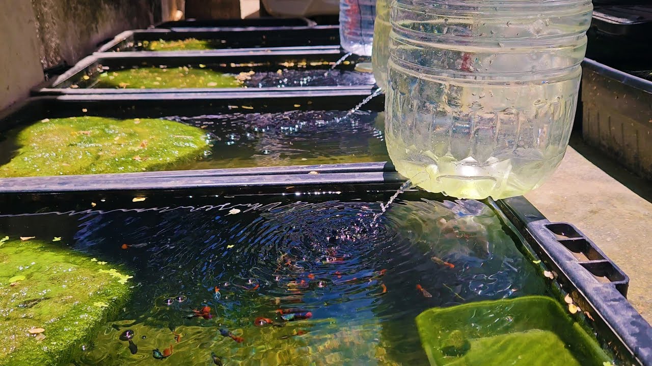 Summer: Inside A NATURAL OUTDOOR GUPPY Mini FARM with Hundreds Of ...