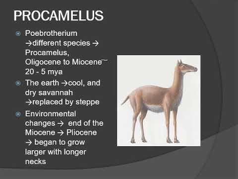 16 Dr M Mudassar Shahzad Zoogegraphy and Paleontology Evolution Of ...