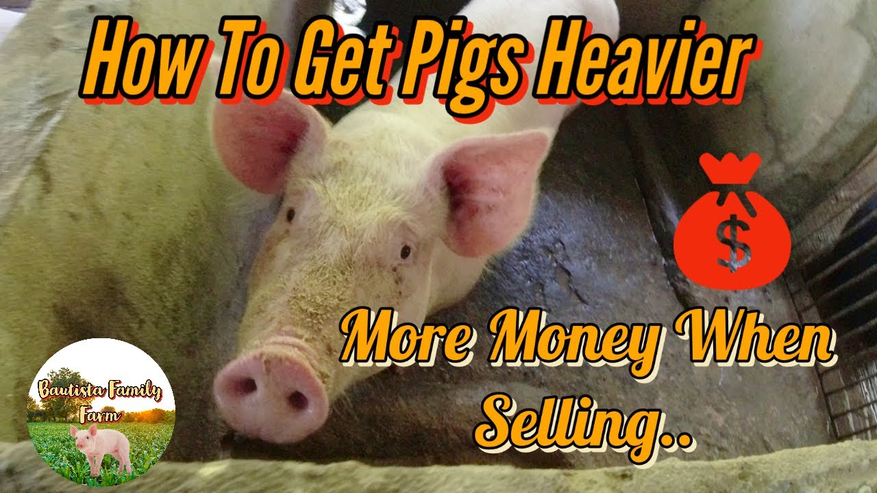 How To Get Pigs Heavier Before Selling - YouTube