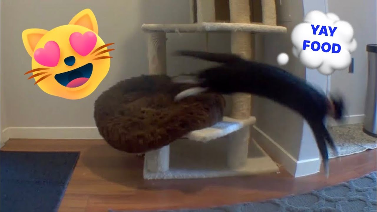 TIME TO EAT CatCam Compilation 1 | Zahra Excited About Eating - YouTube