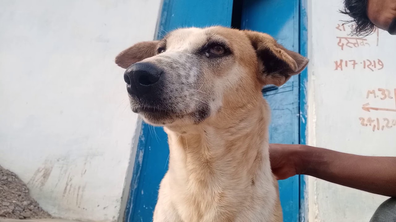 Dogy vedio - YouTube