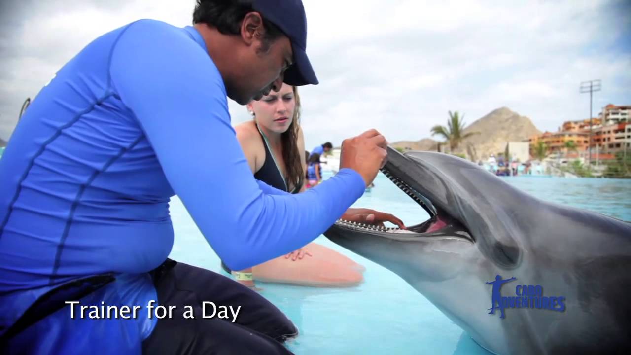 Dolphin Trainer for a Day in Los Cabos - YouTube