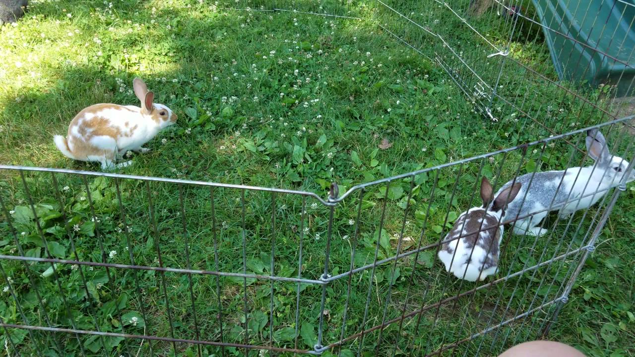 My bunnies playing & binkying - YouTube