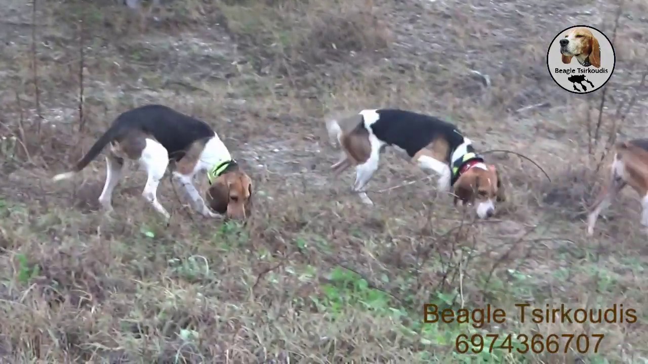 Βeagle tsirkoudis κυνηγι 2018. Για τους λάτρες των Beagle - YouTube