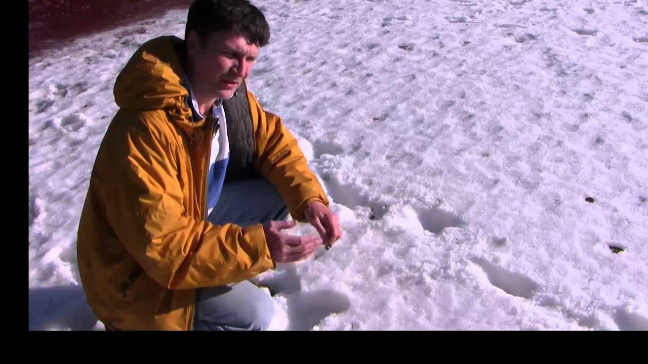 Quadriped gait analysis as a conceptual aid for animal tracking - YouTube