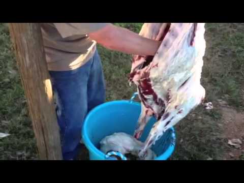 How to skin a Sheep Goat Pig or deer"GUTTING" Part 5 - YouTube