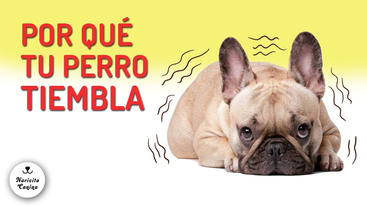 Por Qué Los Perros Tiemblan Cuando Están Emocionados