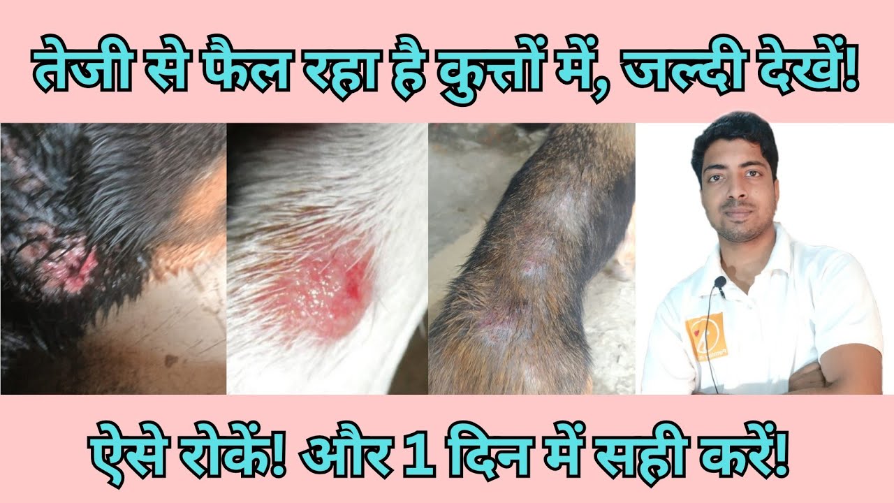 Dog skin problem homemade remedy/ dog ke charm rog skin problem. - YouTube