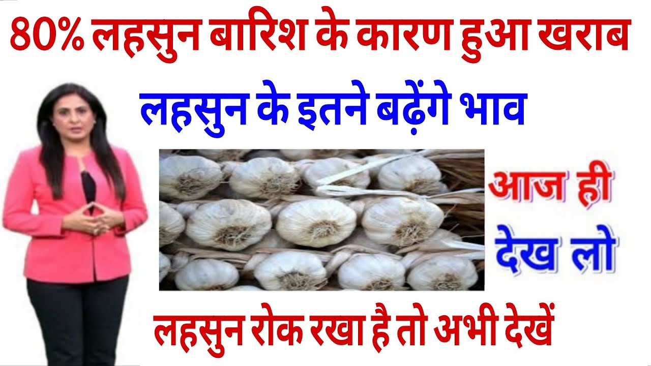 लहसुन किसान अब हो जाए सावधान ! Lahsun Mandi bhav lahsun update - YouTube