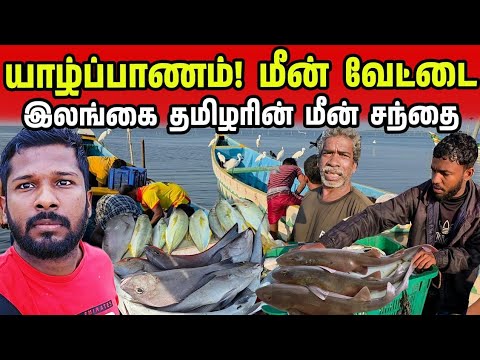 யாழ்ப்பாண கடலில் மீன் வேட்டை | Kakkaitivu Fish Market | Jaffna Suthan ...